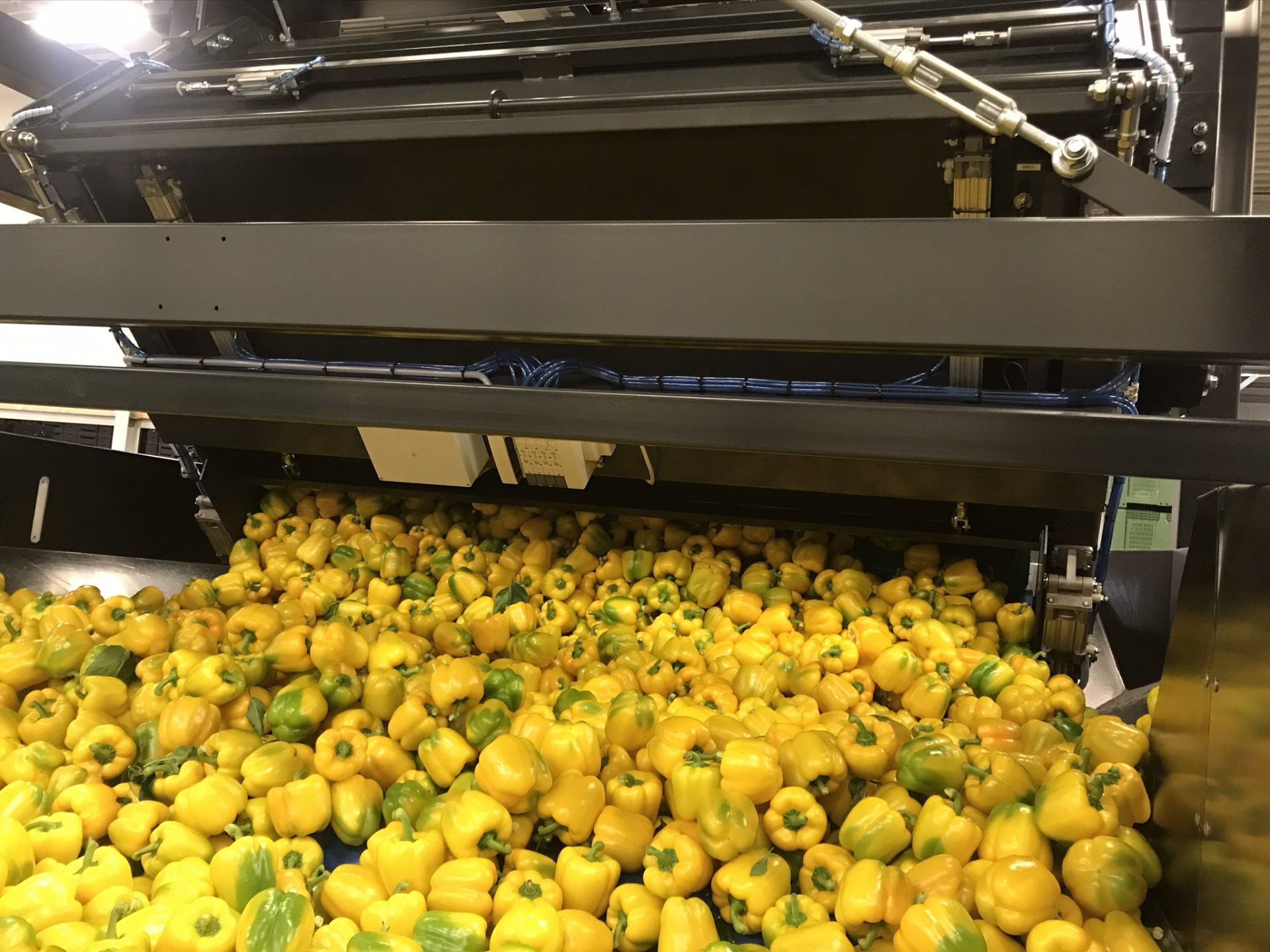 INFEEDSYSTEM POLS-O DOUBLE BINS - Burg Machinery