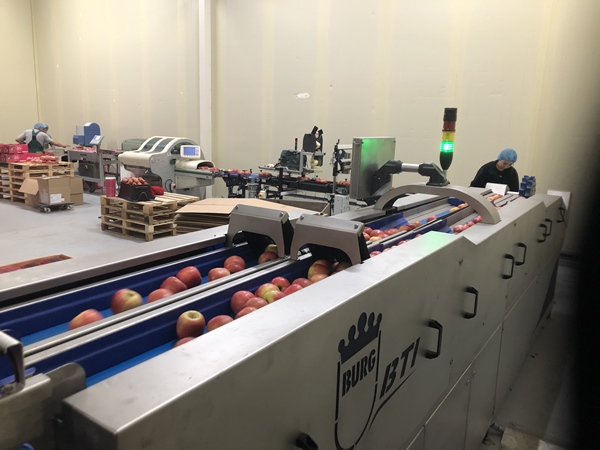 "Demand for Pink Lady apples in small packaging, new machine ...