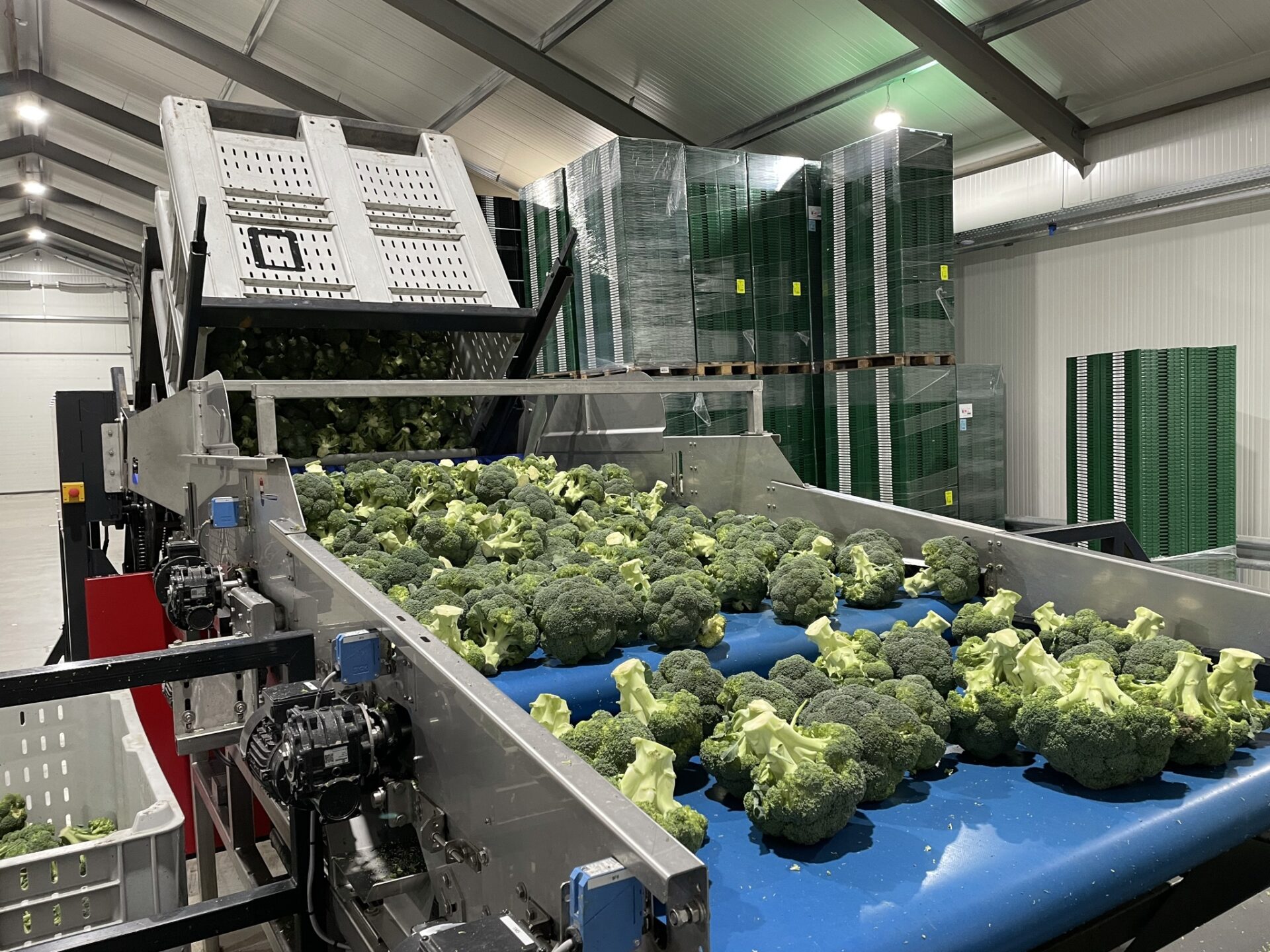BROCCOLI SORTING/ PACKING LINE - Burg Machinery
